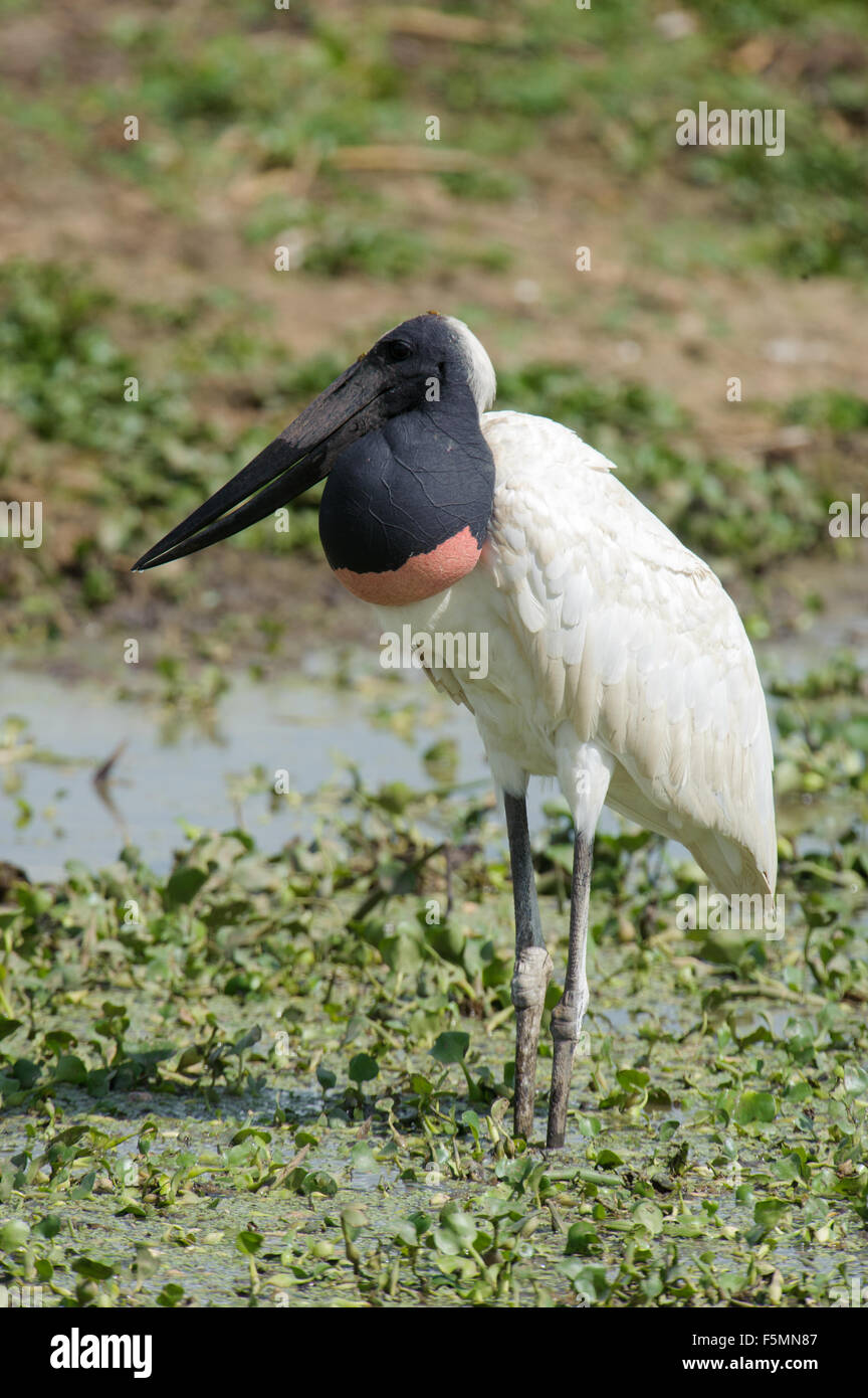 Jabiru Stork (Jabiru mycteria), Arraras Lodge, Pantanal, Mato Grosso ...