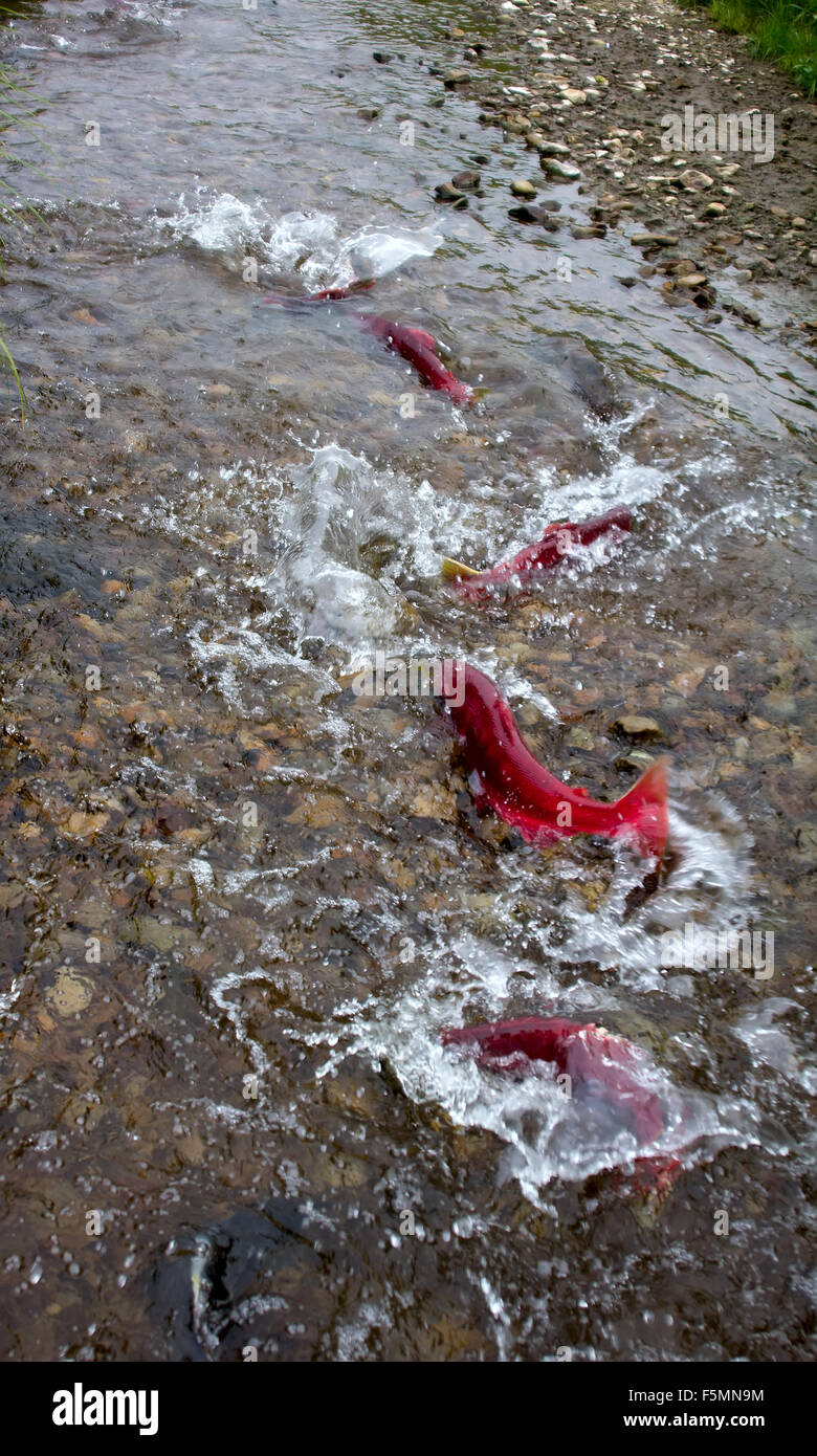 Fish on spawning ( Commander Islands Stock Photo - Alamy