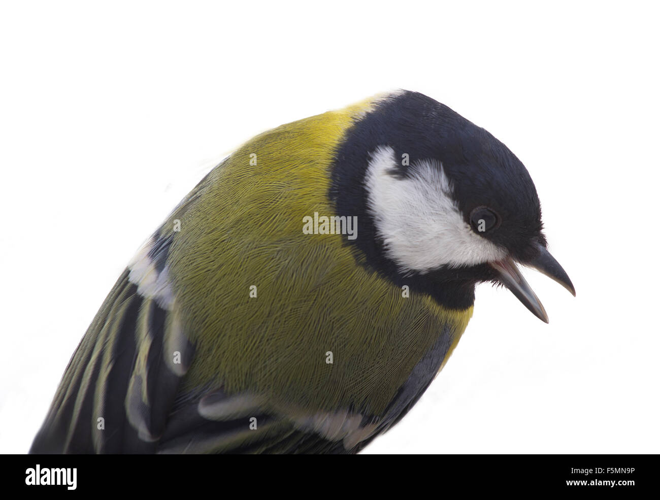 Tomtit bird, isolated on white background Stock Photo - Alamy