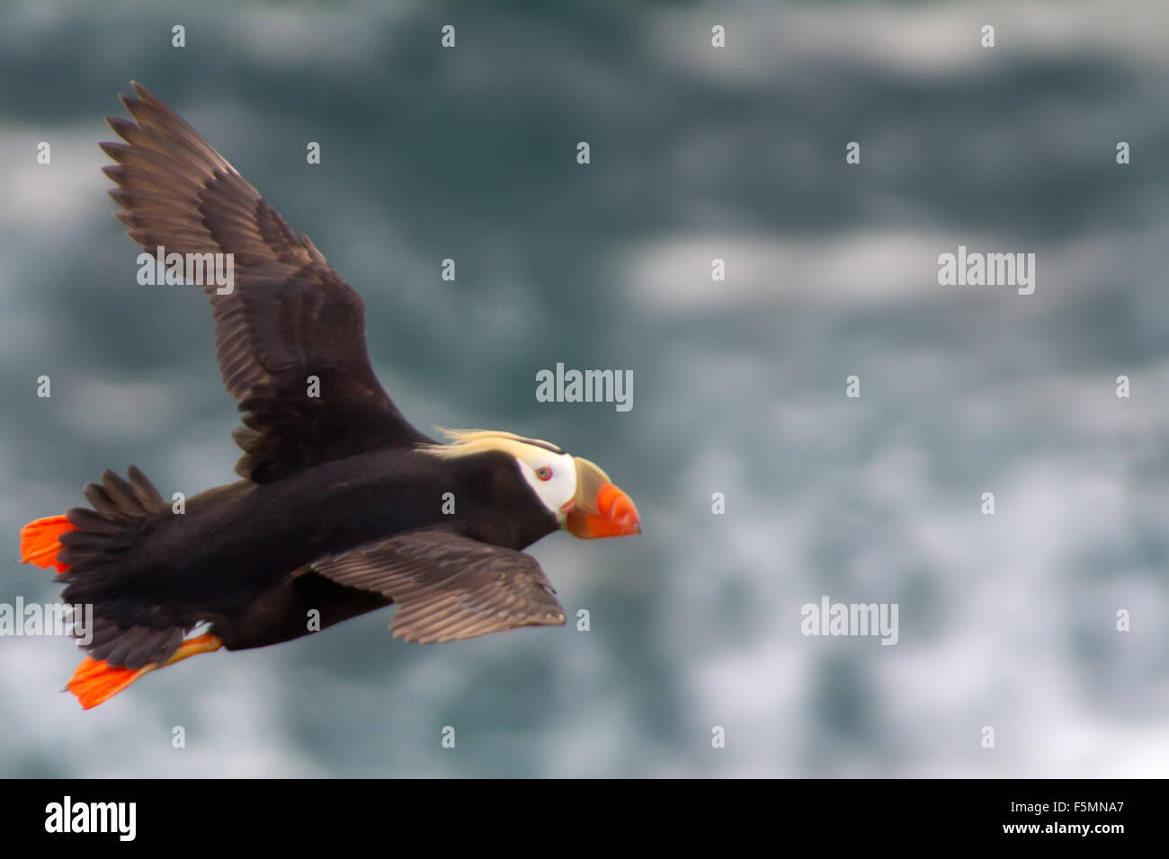 Tufted Puffin (Lunda cirrhata) in flight. Commander Islands Stock Photo ...
