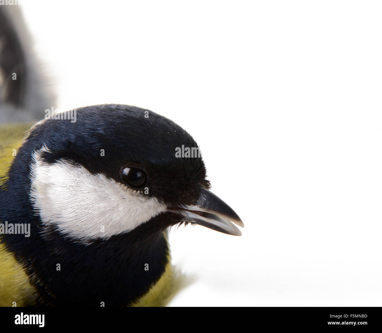 The great titmouse on a white background close up Stock Photo - Alamy