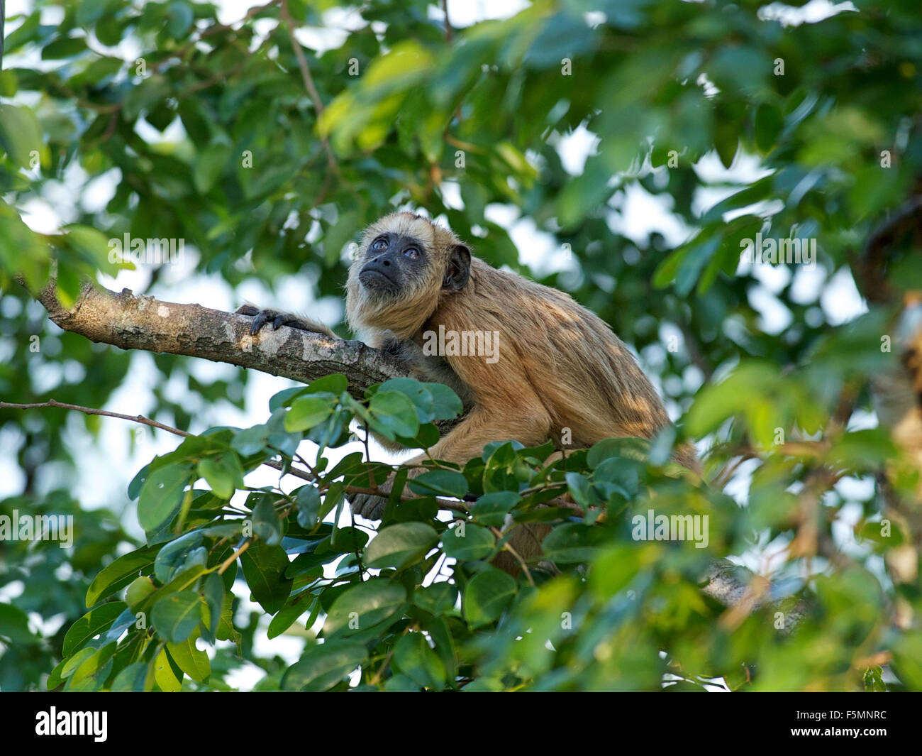 Female black howler monkey hi-res stock photography and images - Alamy