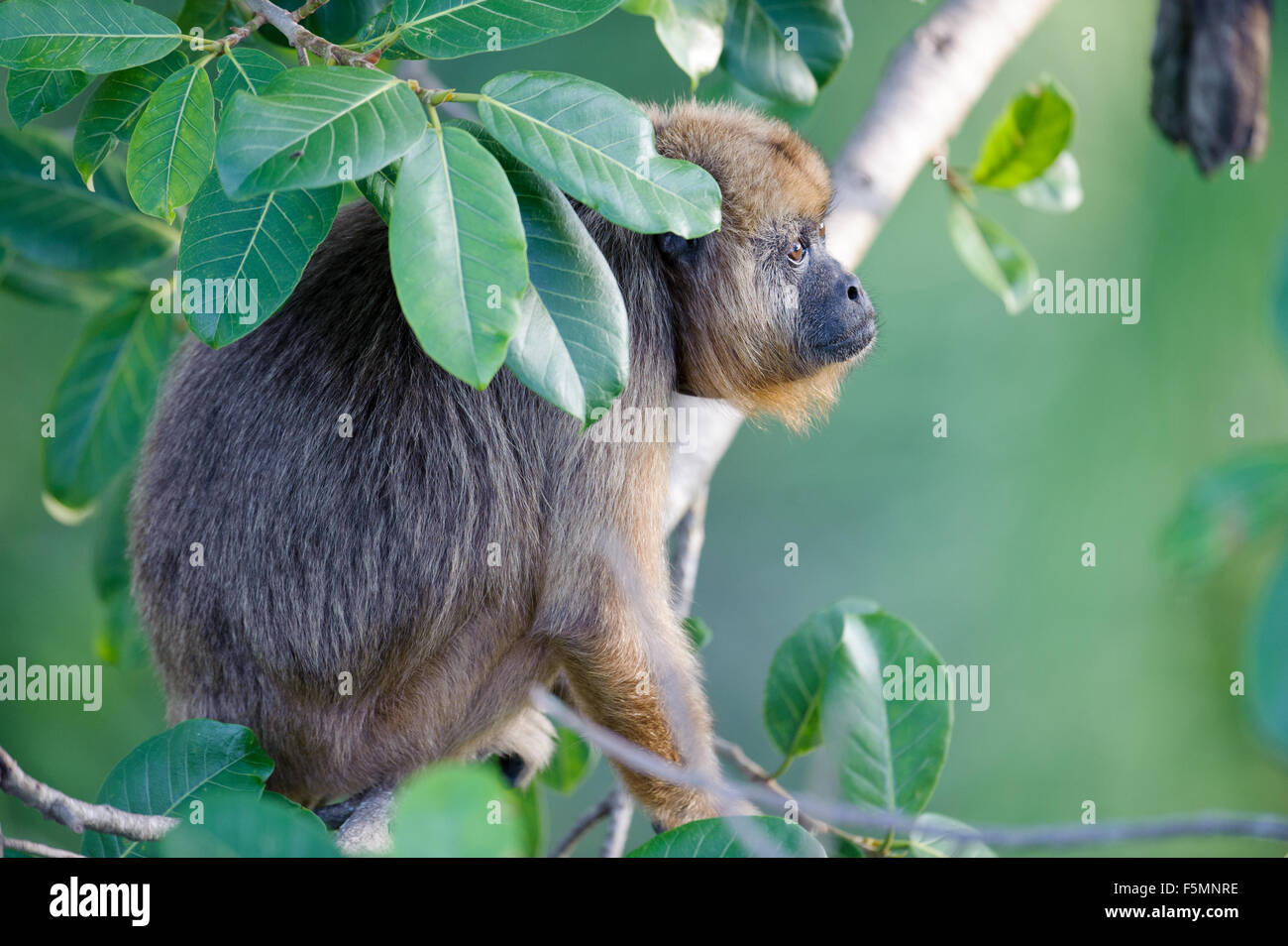 Black Howler Monkey (Alouatta caraya) female, The Pantanal, Mato Grosso ...