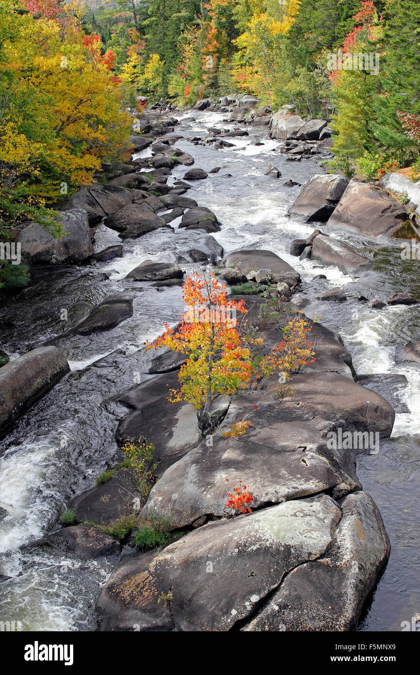 Fall foliage Bear Brook Wilsons Mills Maine New England USA Stock Photo ...
