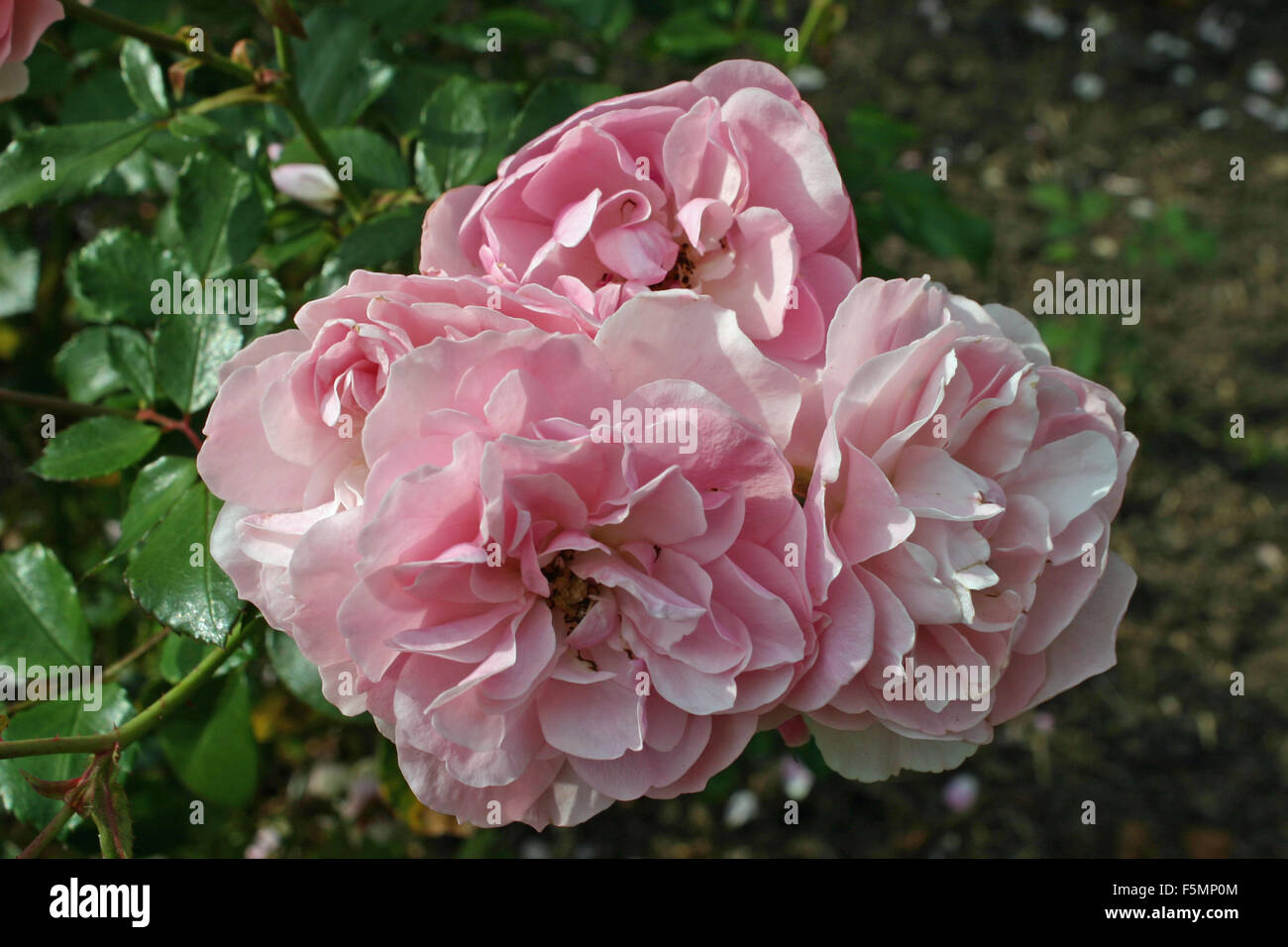 Cluster pink rose blooms hi-res stock photography and images - Alamy