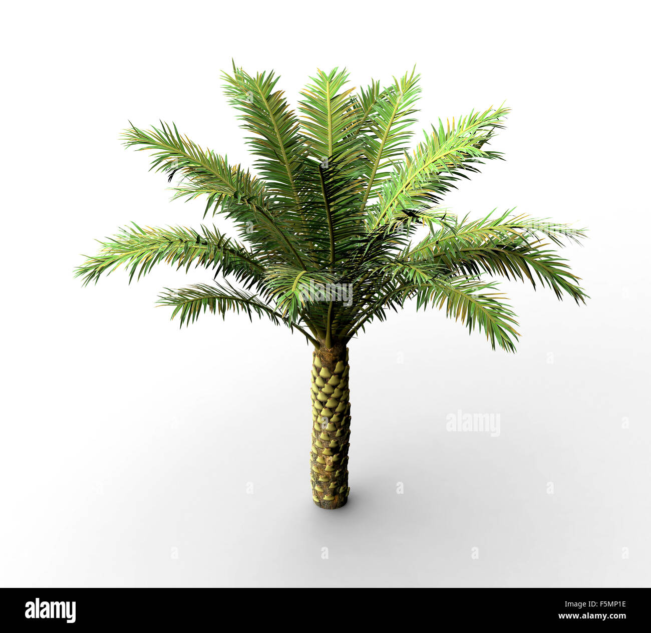 Silver palm tree hi-res stock photography and images - Alamy