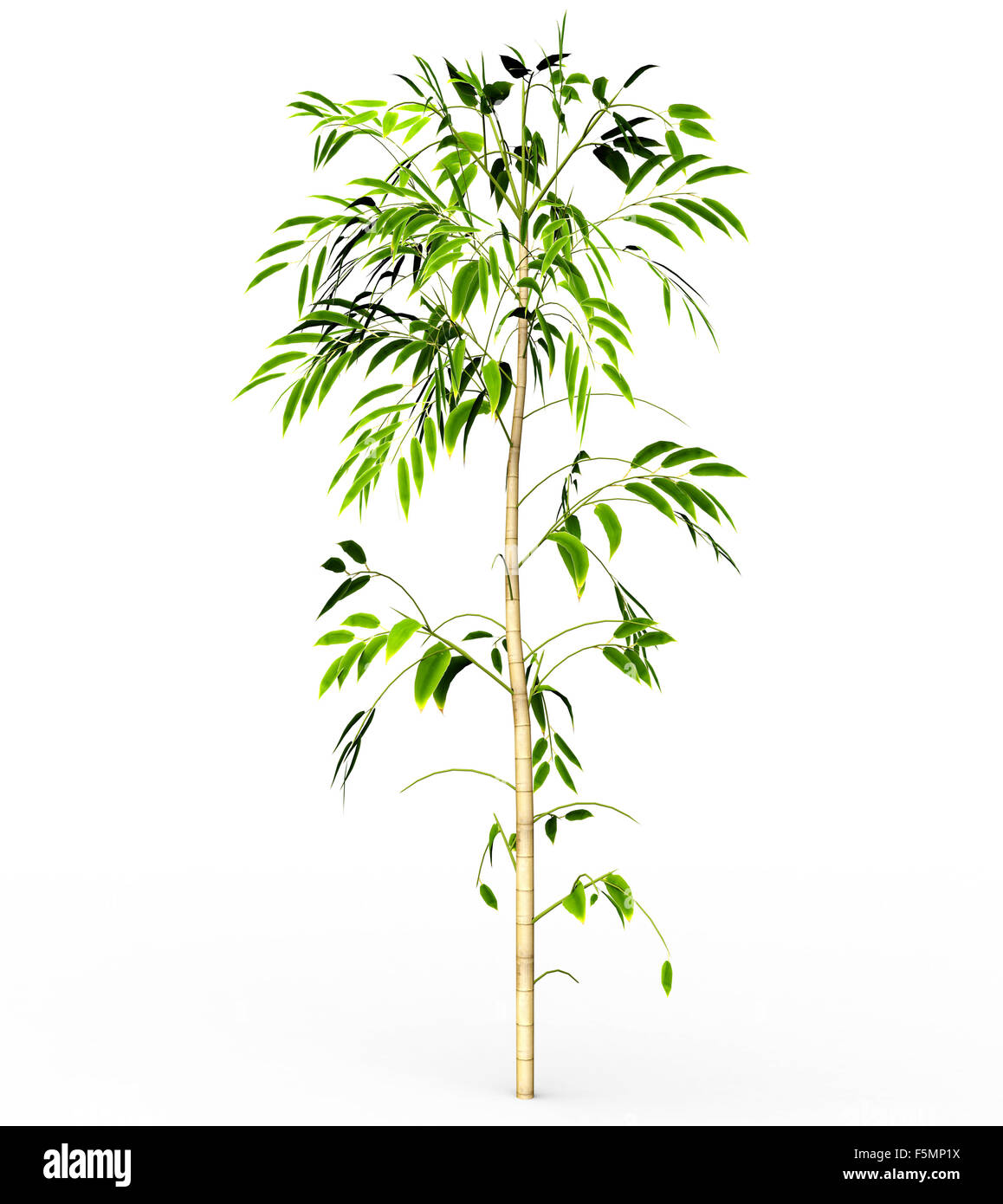 White background green Cut Out Stock Images & Pictures - Alamy