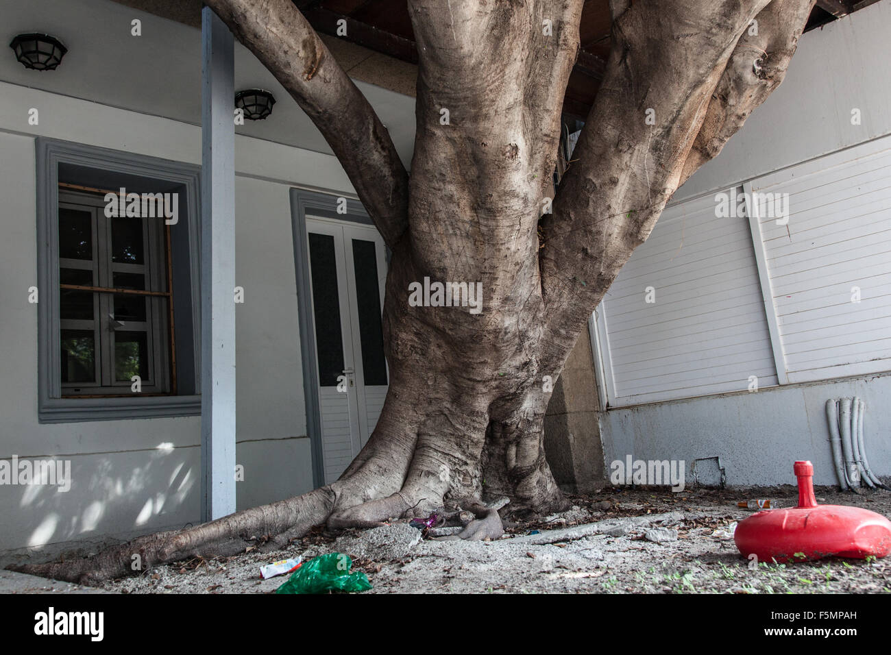 Greece, Kos, Autumn. A tree that grows in a holiday house Stock Photo ...