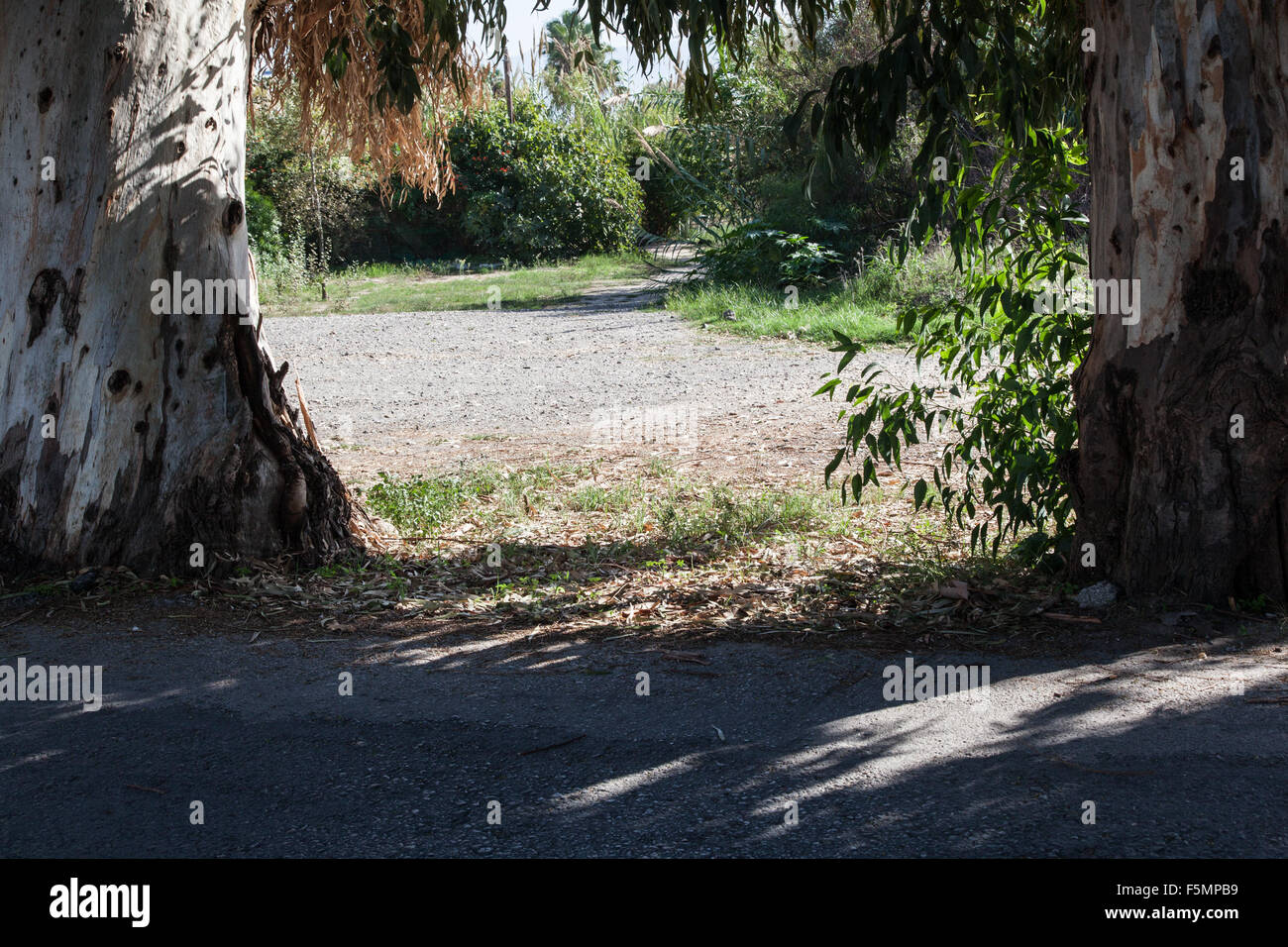 Kos , Greece, trees Stock Photo - Alamy
