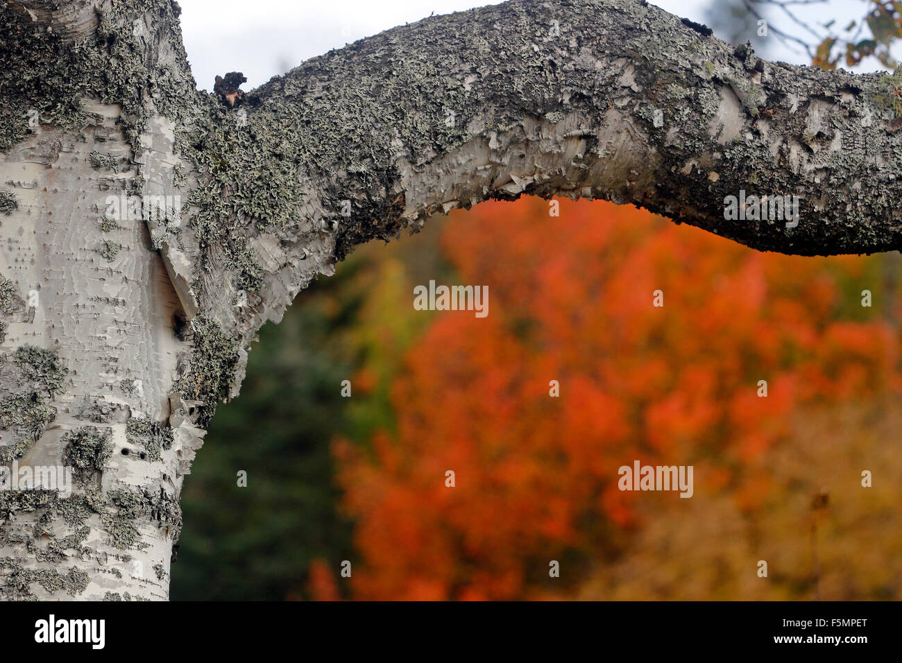 Fall foliage birch tree bark Androscoggin River Coos County New ...