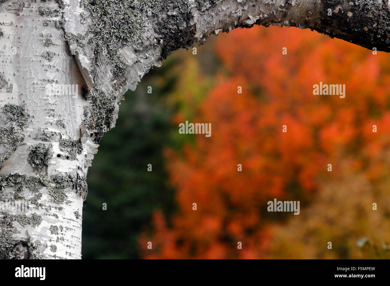 River birch tree hi-res stock photography and images - Alamy