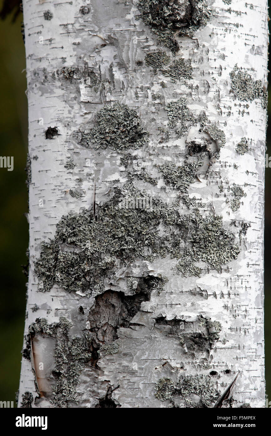 River birch tree hi-res stock photography and images - Alamy