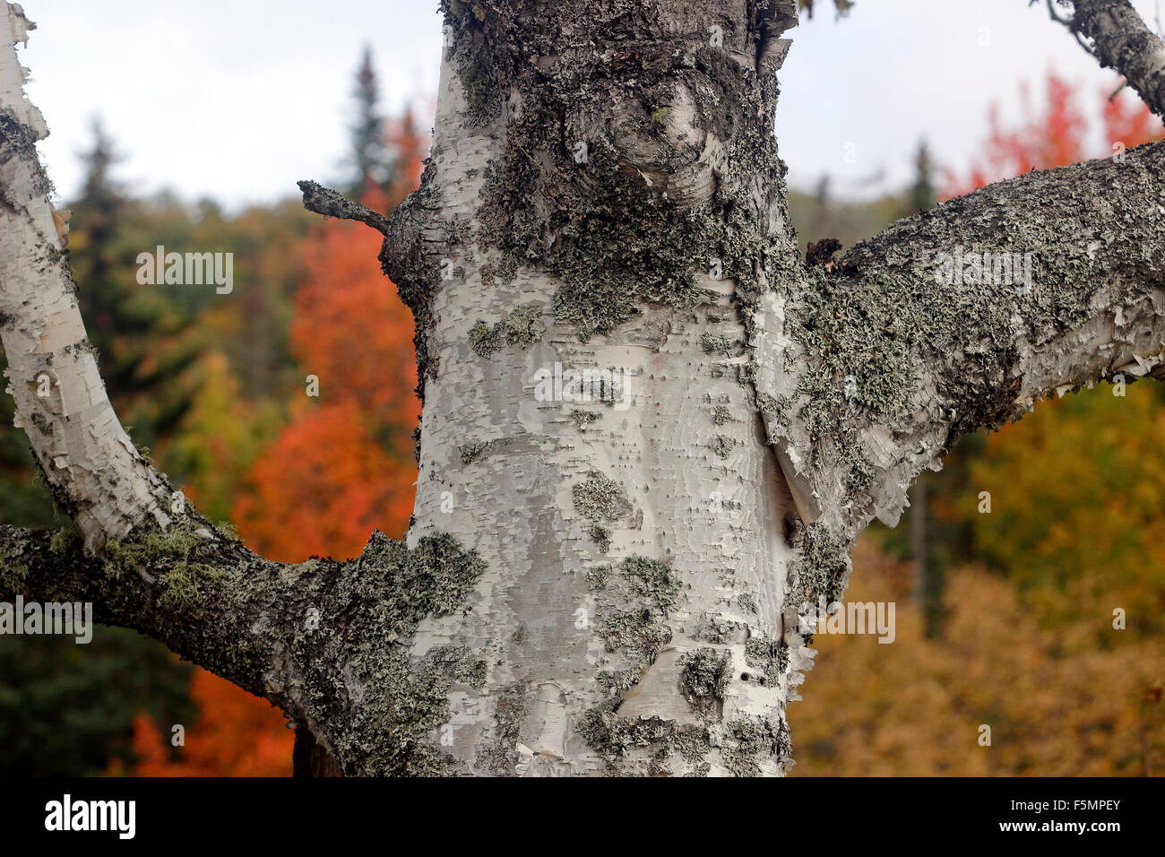 River birch tree hi-res stock photography and images - Alamy