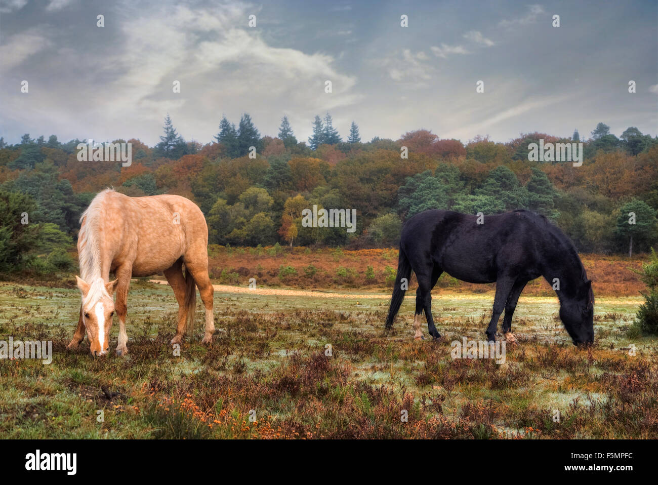 Brockenhurst new forest hi-res stock photography and images - Alamy