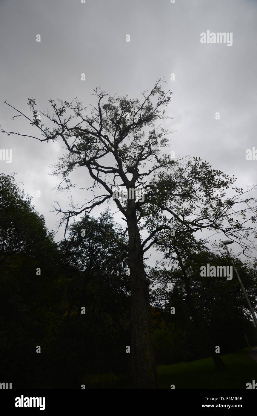 Winter mussels hi-res stock photography and images - Alamy