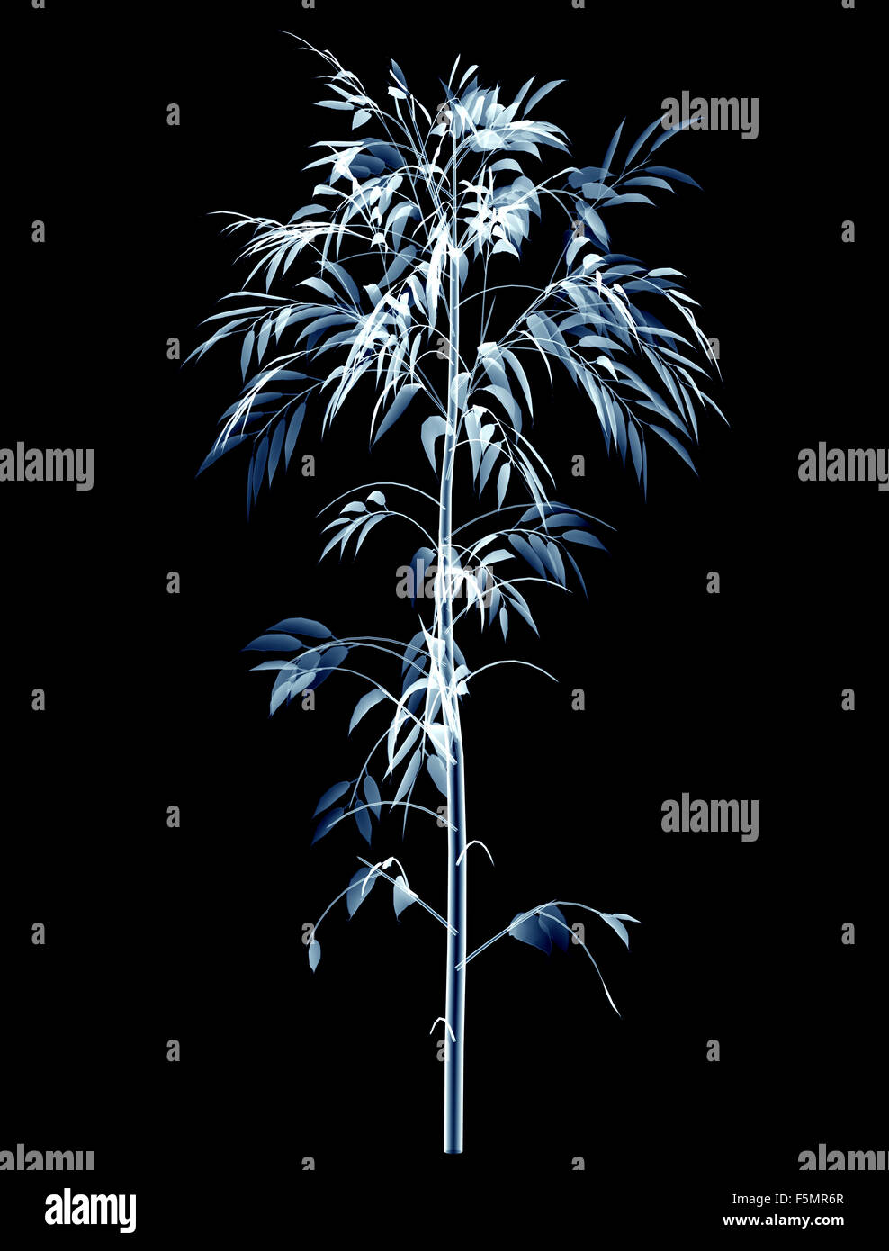 x-ray Bamboo tree isolated on black back ground Stock Photo - Alamy