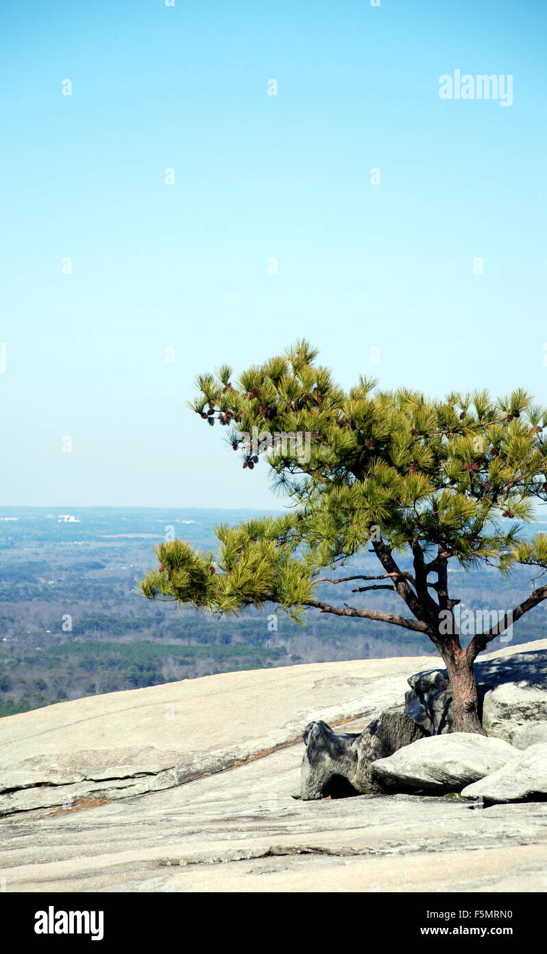 Tree on mountain hi-res stock photography and images - Alamy
