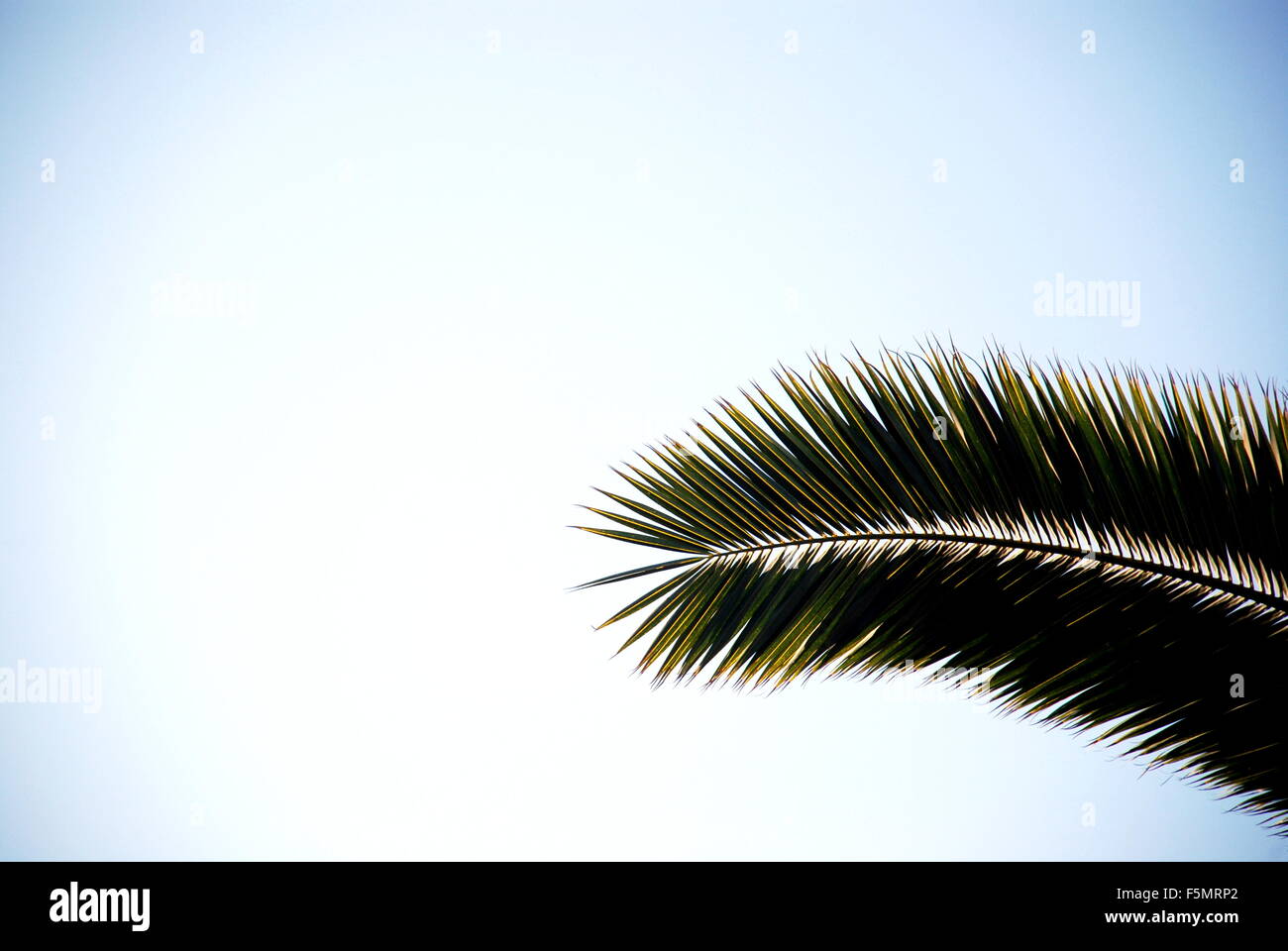 Symmetrical palm tree hi-res stock photography and images - Alamy