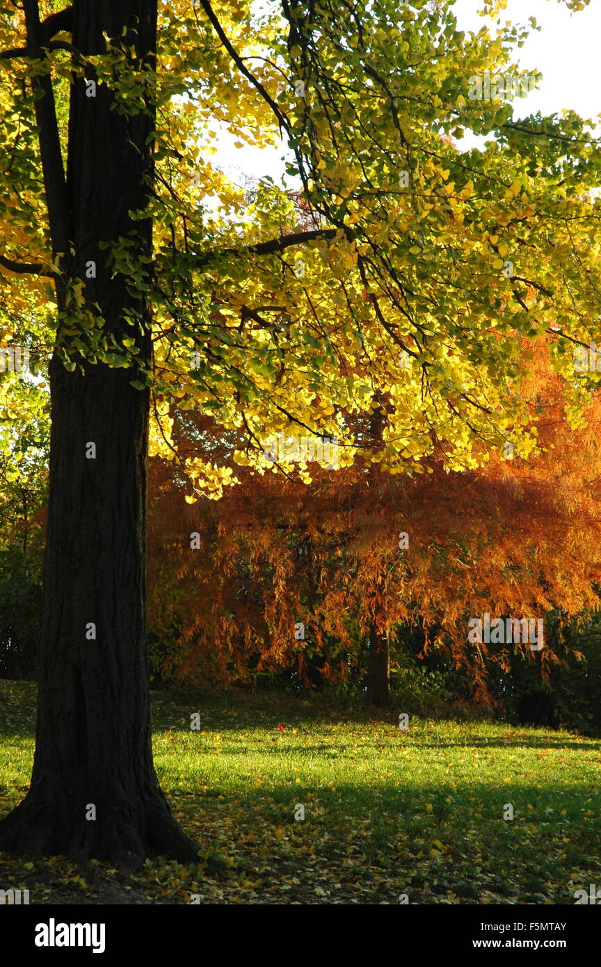 Brooklyn fall foliage hi-res stock photography and images - Alamy