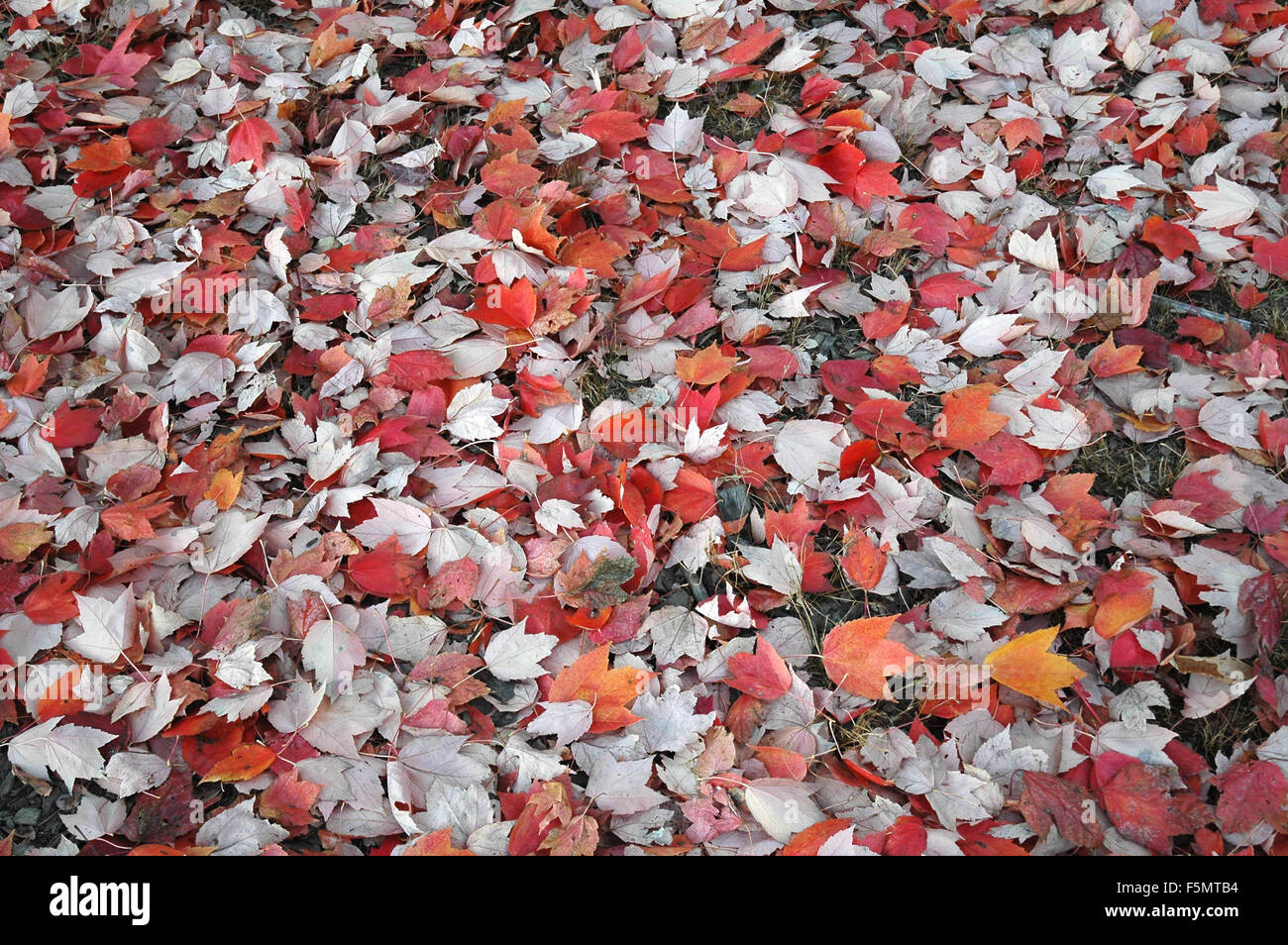 Brooklyn fall foliage hi-res stock photography and images - Alamy
