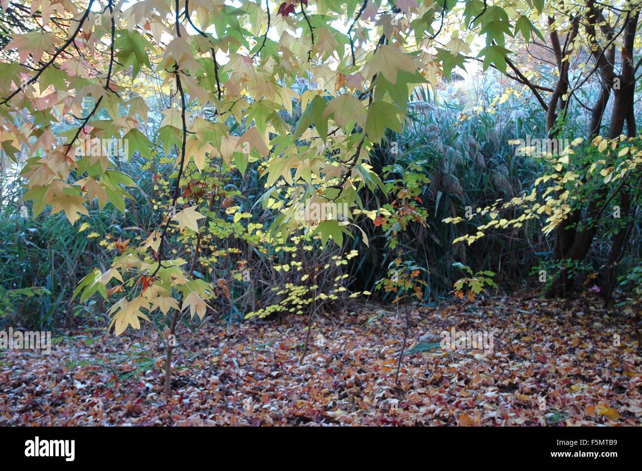 Brooklyn fall foliage hi-res stock photography and images - Alamy