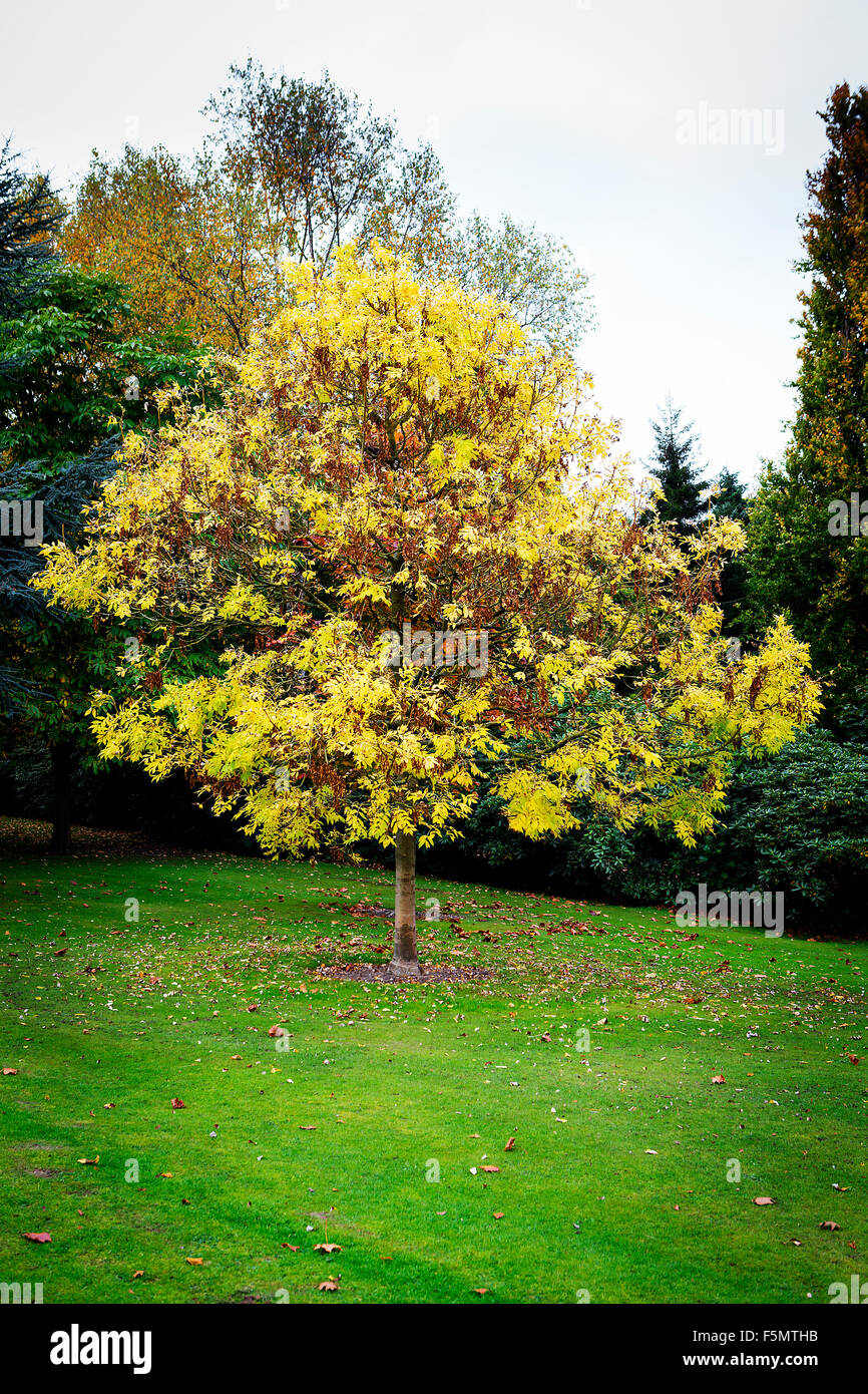 Ash hall hi-res stock photography and images - Alamy