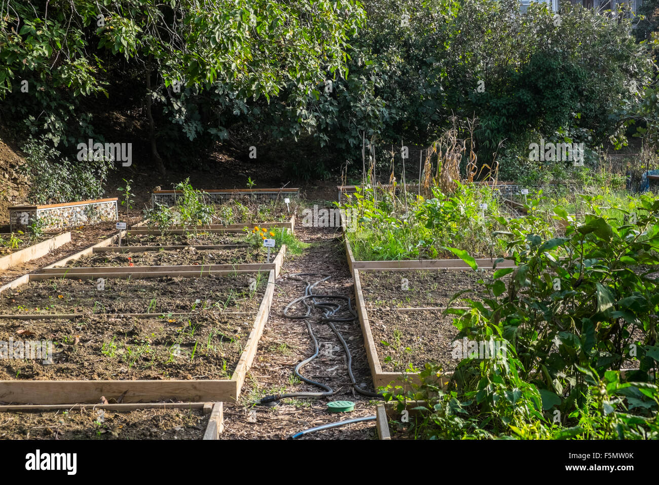Organic garden growing vegetables Stock Photo - Alamy