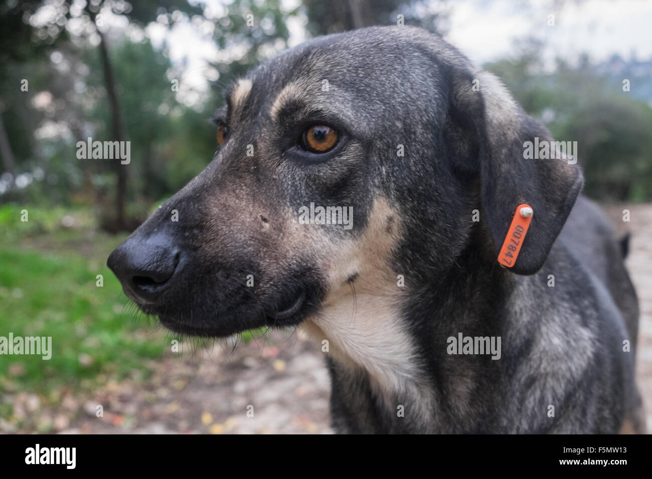 Homeless dog hi-res stock photography and images - Alamy