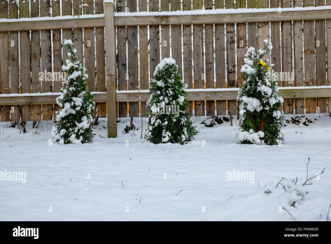 Christmas tree baby hi-res stock photography and images - Alamy