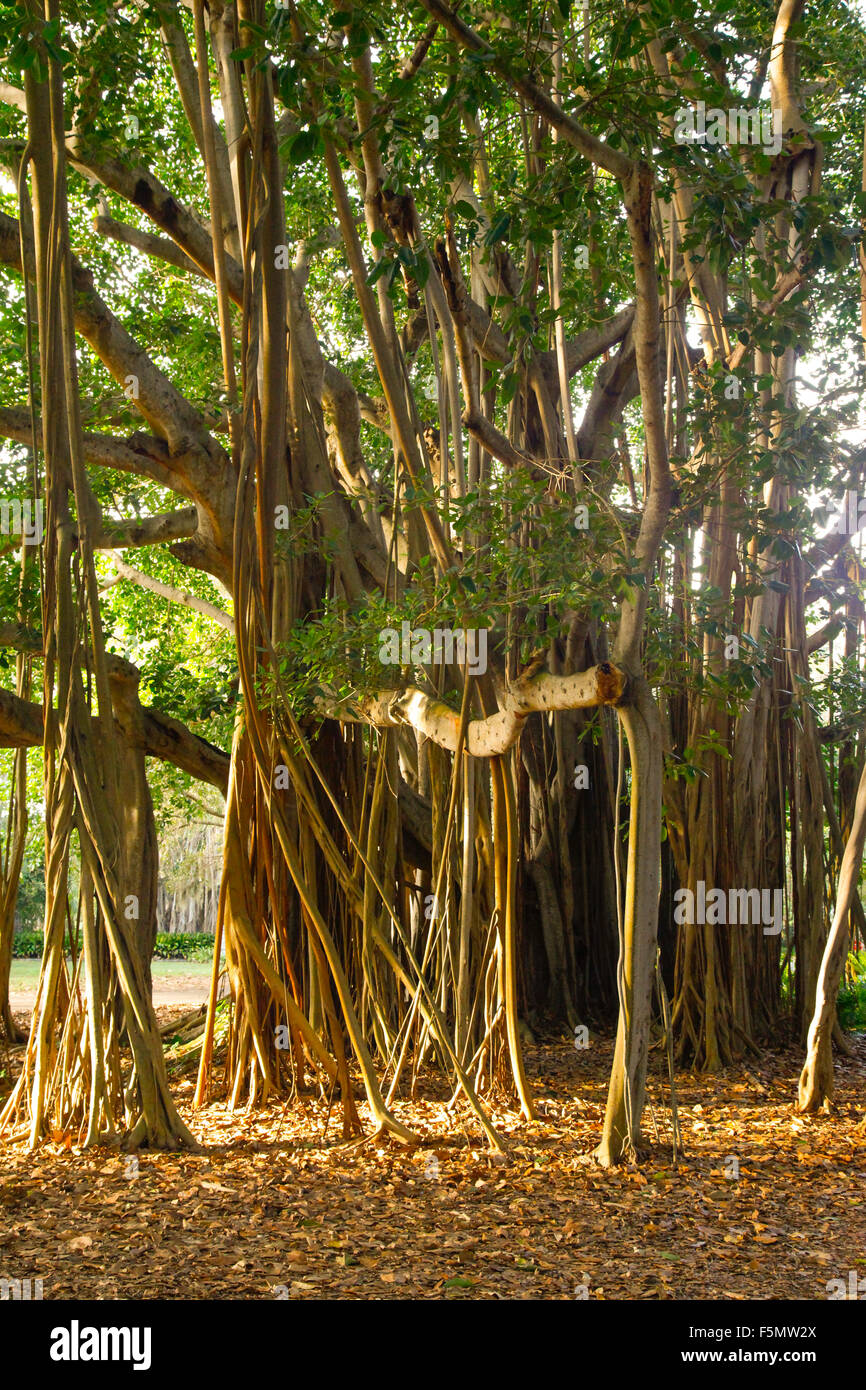 Aerial prop roots hi-res stock photography and images - Alamy