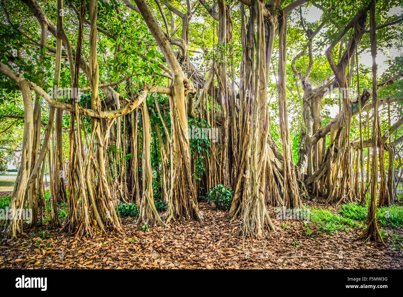 Prop Roots Hi res Stock Photography And Images Alamy