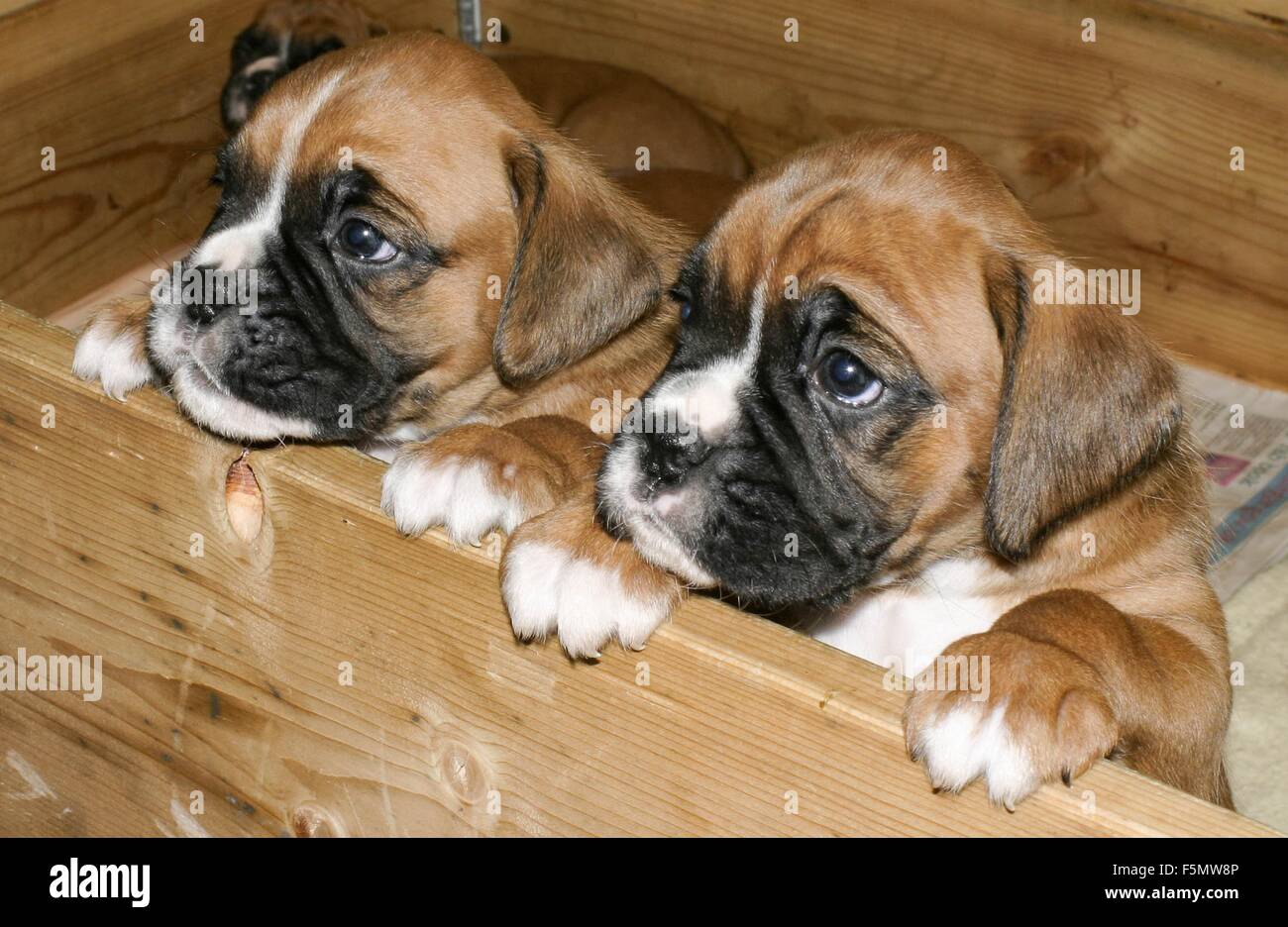 Two boxer dog puppies looking over a plank, it has the ahhh!! factor ...