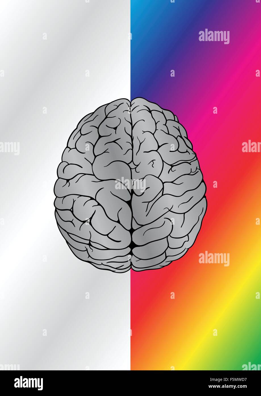 Right Brain Hemisphere High Resolution Stock Photography and Images - Alamy
