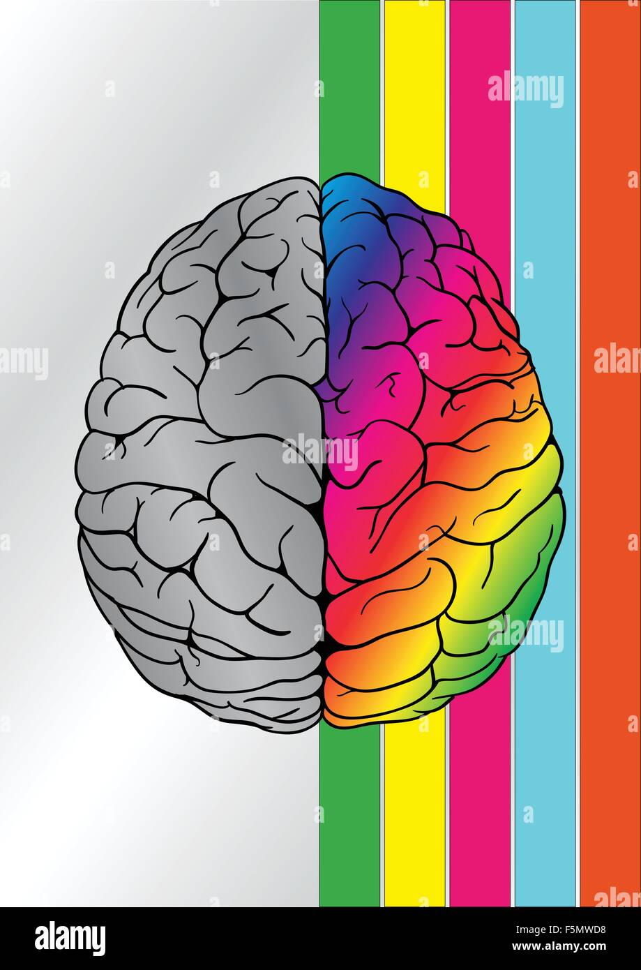 Right Brain Hemisphere High Resolution Stock Photography and Images - Alamy