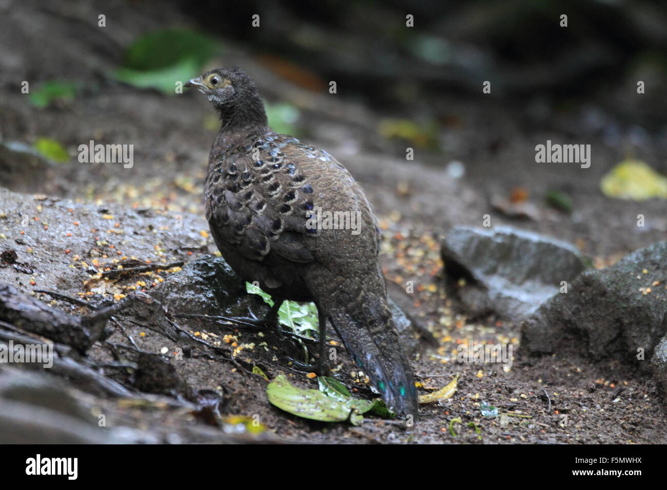 Grey peacock-pheasant (Polyplectron bicalcaratum) in Thailand Stock ...