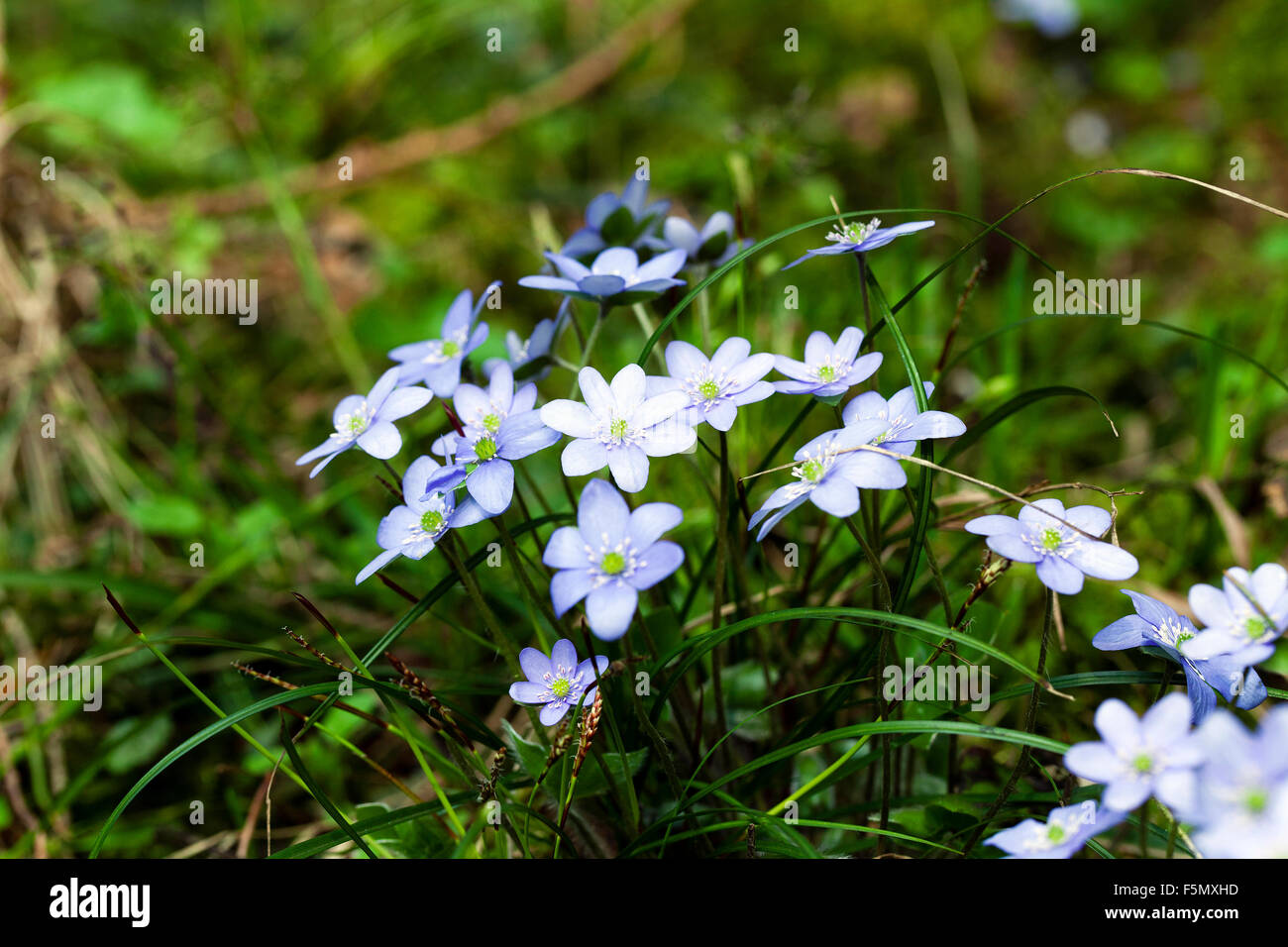 blue spring flowers Stock Photo - Alamy