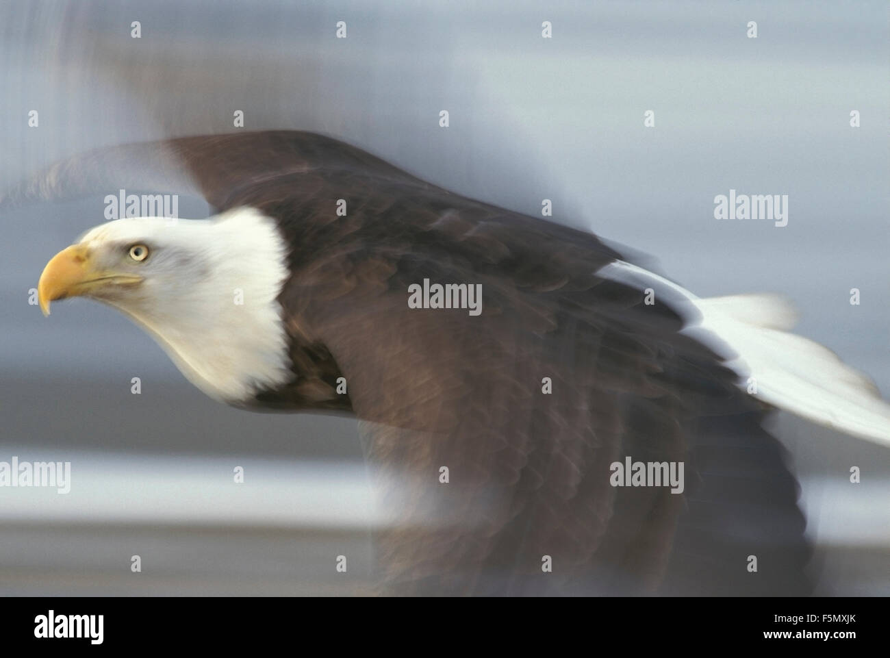Bald Eagle (Haliaeetus leucocephalus) in flight. The Kenai Peninsula of Southcentral Alaska ...