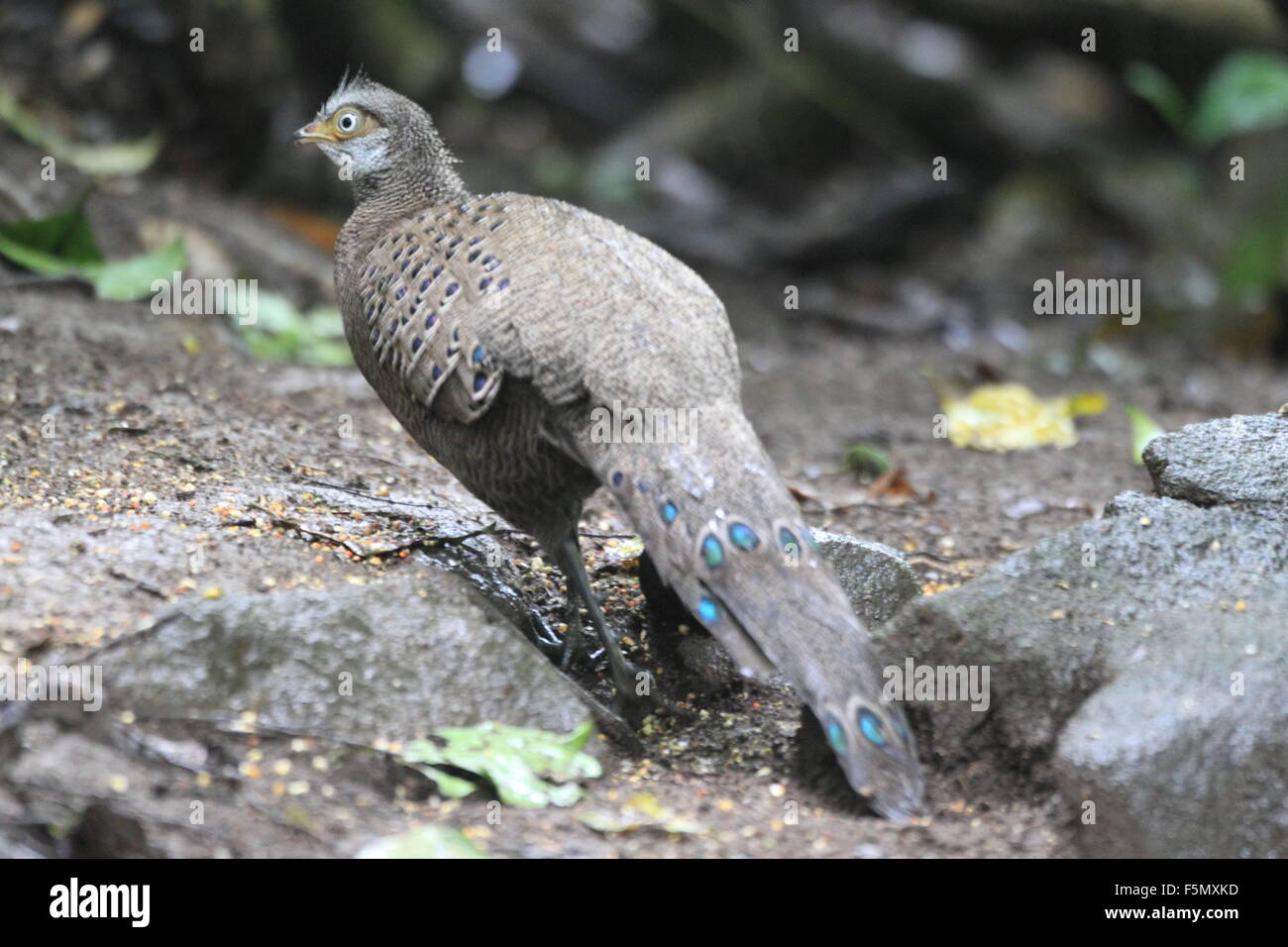 Grey Peacock Pheasant Polyplectron Bicalcaratum In Thailand Stock