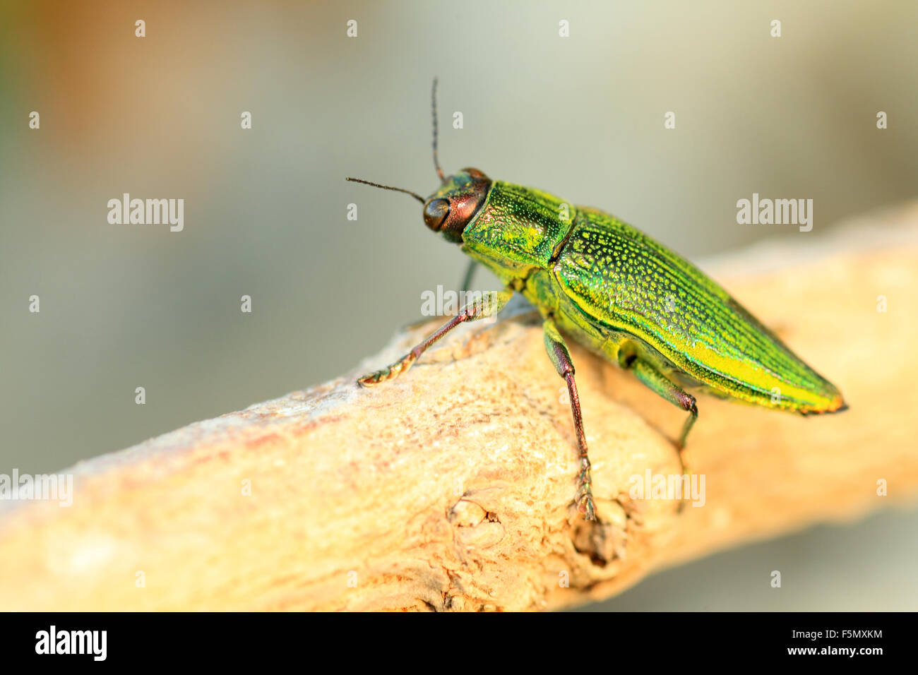 Ryukyu Jewel beetle (Chrysodema dalmanni) in Japan Stock Photo - Alamy