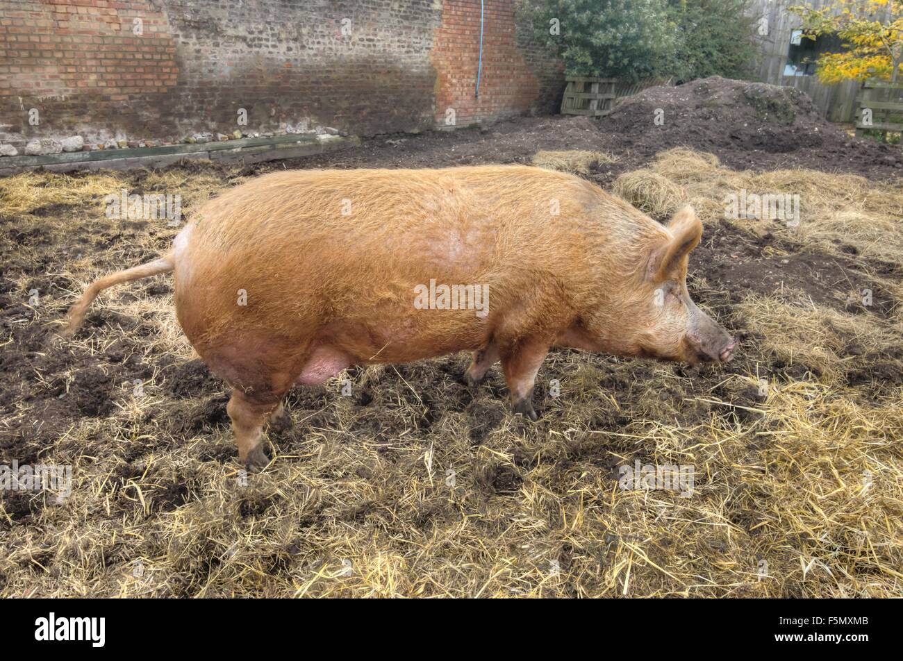 Pig In Mud High Resolution Stock Photography and Images - Alamy