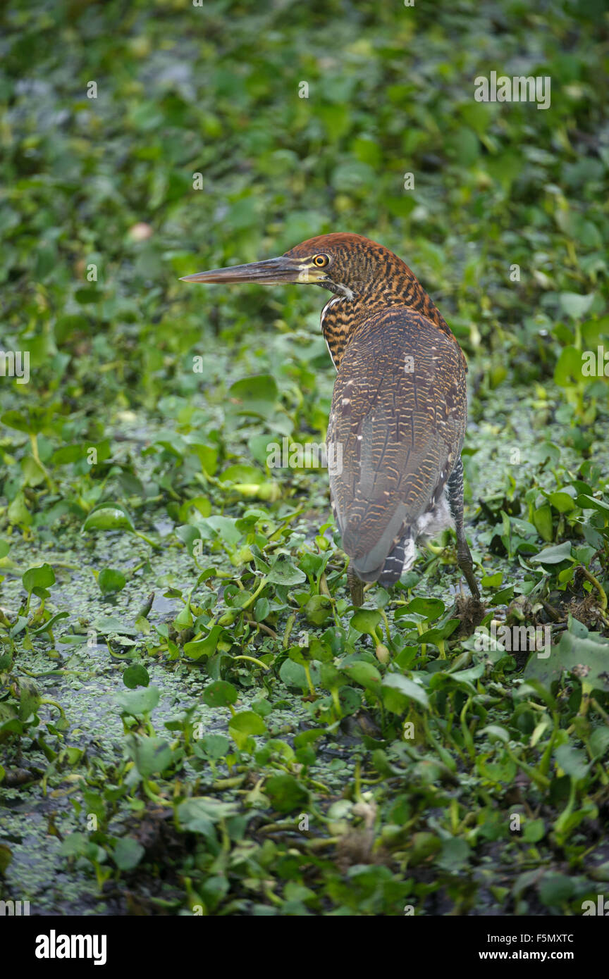 Pinnated Heron (Botaurus pinnatus) AKA Pinnated bittern, The Pantanal ...