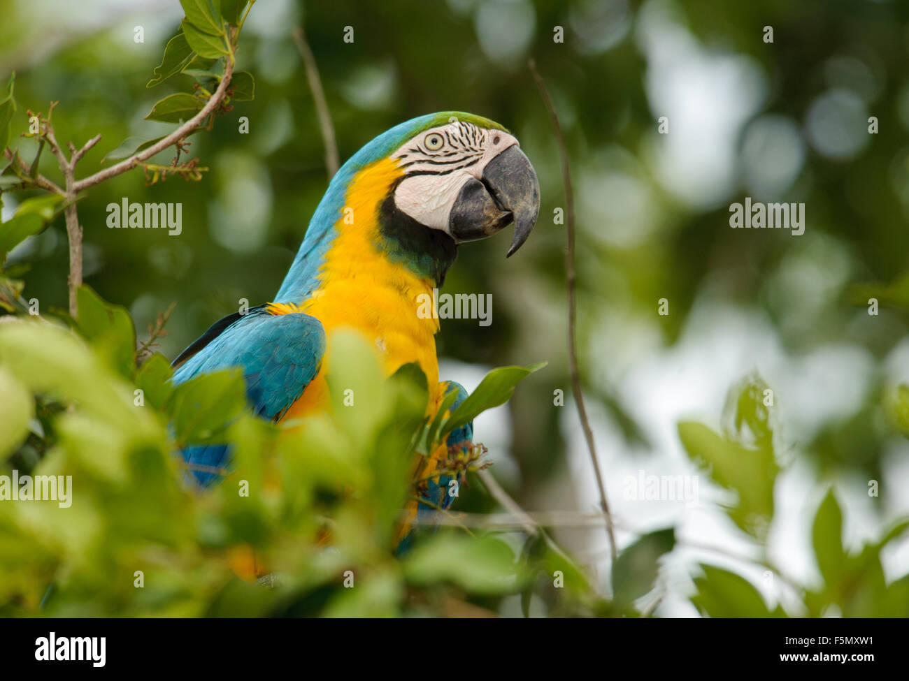 Blue-and-yellow Macaw (Ara ararauna), The Pantanal, Mato Grosso, Brazil Stock Photo - Alamy