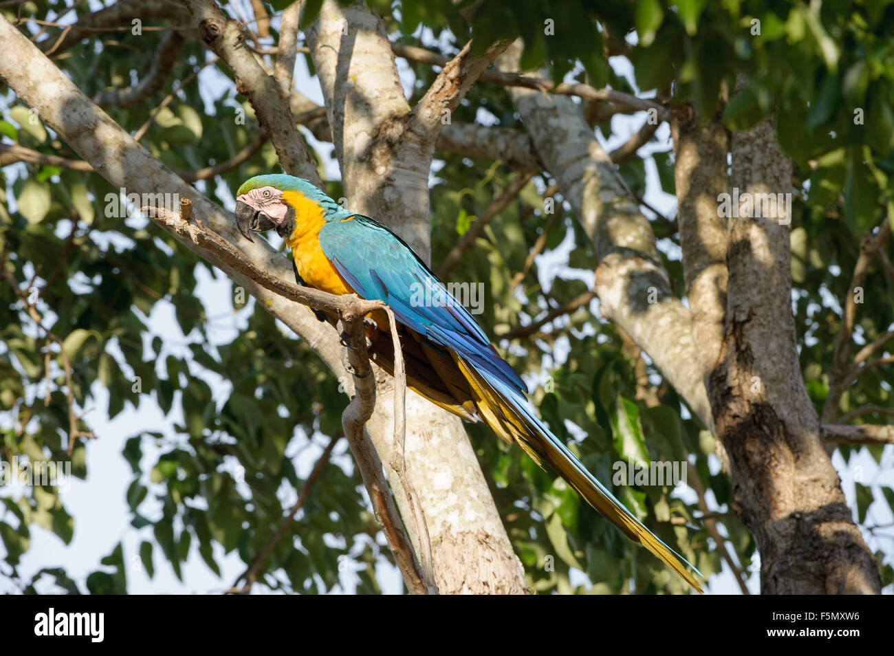 Blue-and-yellow Macaw (Ara ararauna), perched in a tree, The Pantanal, Mato Grosso, Brazil Stock ...