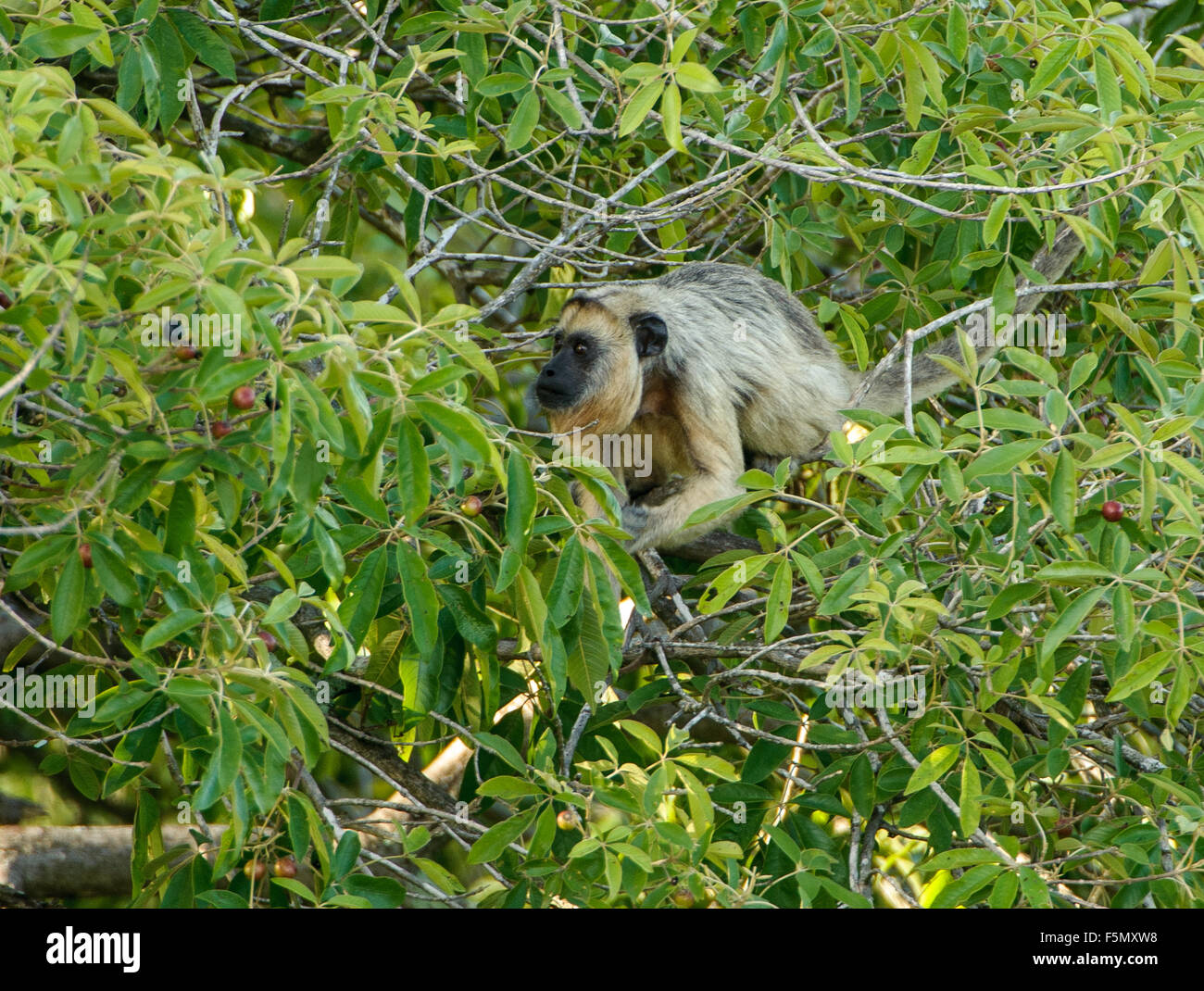 Black Howler Monkey (Alouatta caraya) female, The Pantanal, Mato Grosso ...