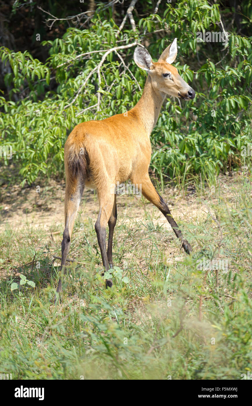 Marsh Deer (Blastocerus dichotomus ) - female - listed as a vulnerable ...