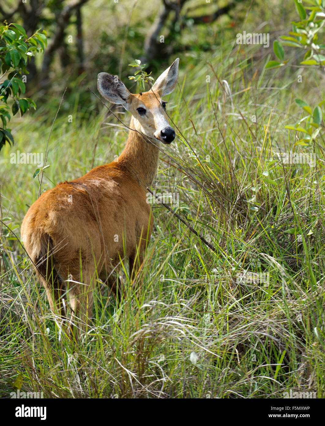 Marsh deer brazil pantanal hi-res stock photography and images - Alamy