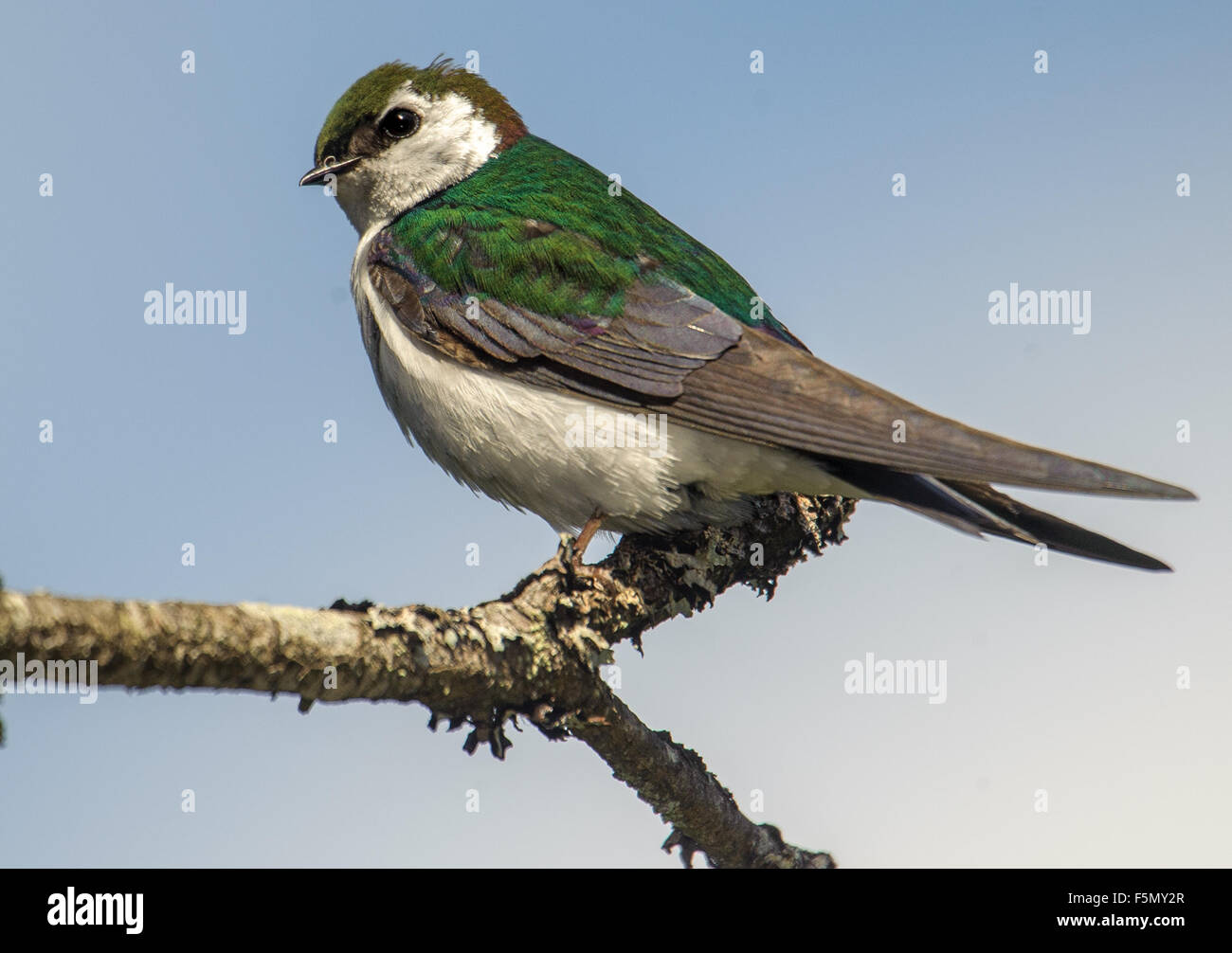 Violet green swallow hi-res stock photography and images - Alamy