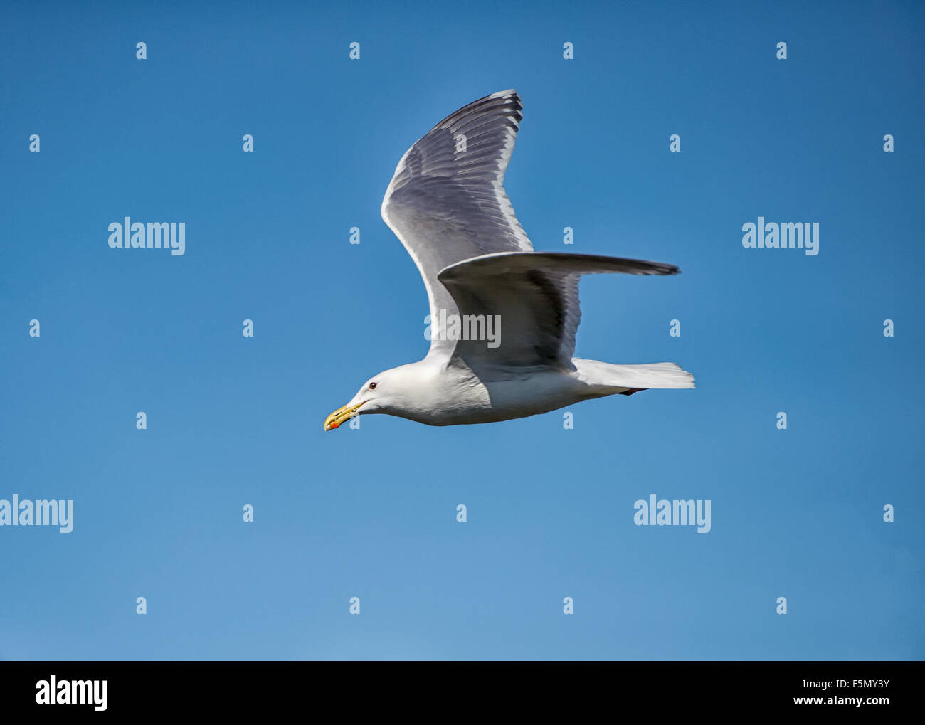 Flight fly wings hi-res stock photography and images - Alamy