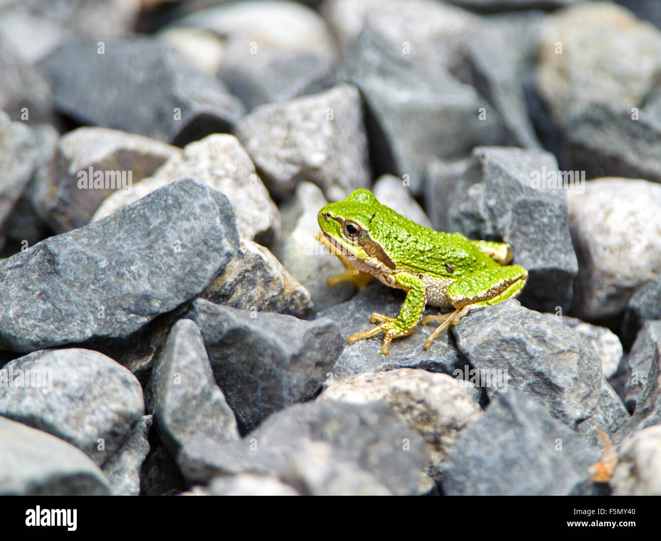 Pacific green tree frog hi-res stock photography and images - Alamy