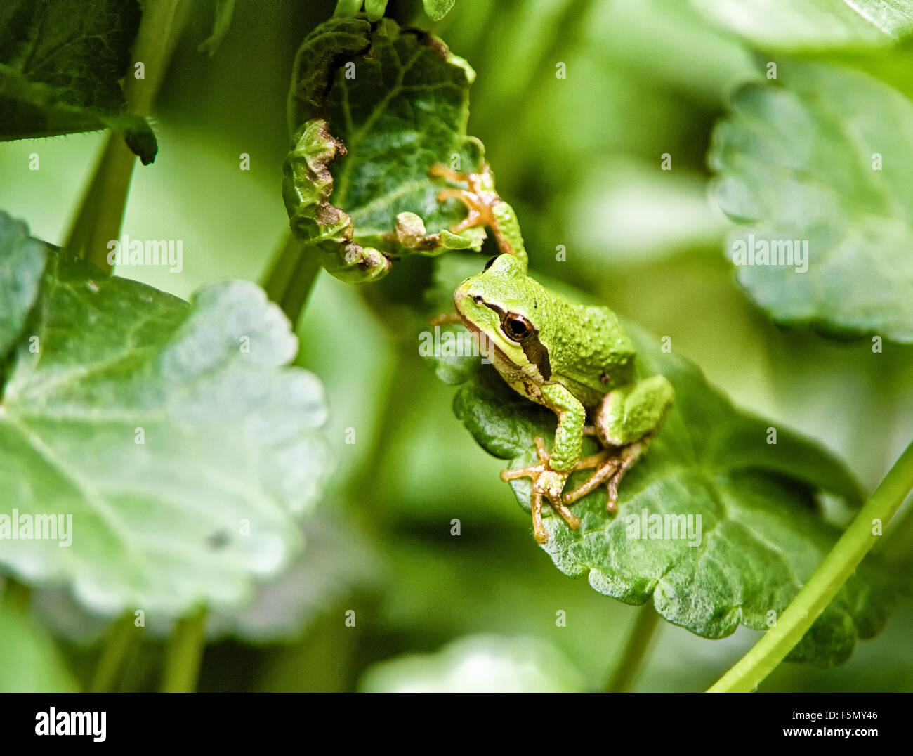 Pacific Tree Frog (Hyla regilla), Gabriola Island , British Columbia ...